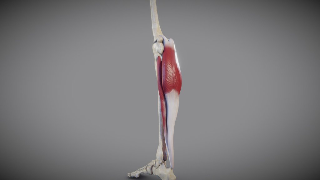Muscles of the leg - A 3D model collection by Beatriz Gomez Santamaria ...