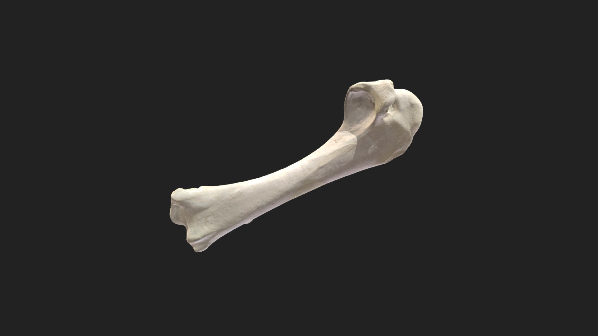 humerus (humerus) pigeon - 3D model by vetanatMunich [162aa0b] - Sketchfab