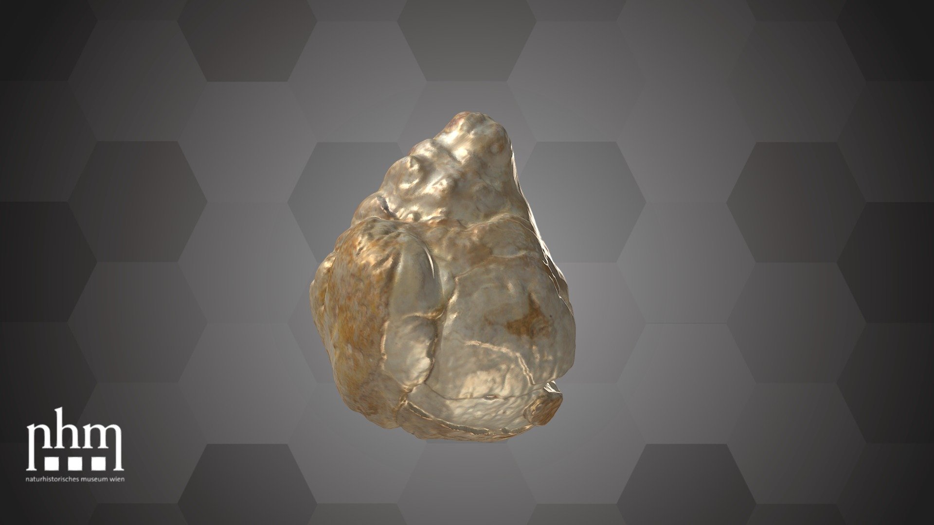 Fossil Pearl (NHMW-GEO-1967/0752/0000) - Download Free 3D model by ...
