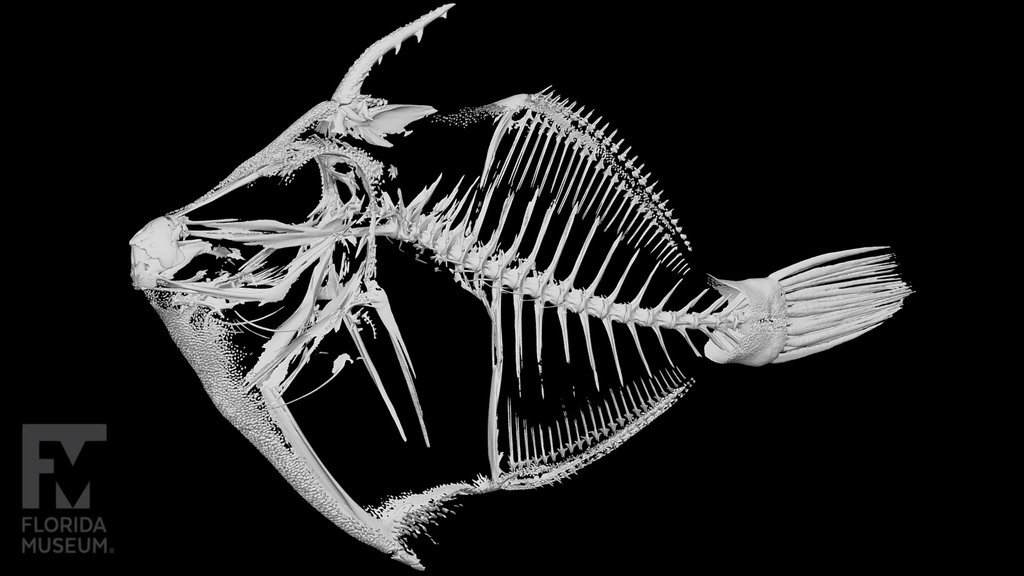 Fish Diversity - CT scans - A 3D model collection by FloridaMuseum ...