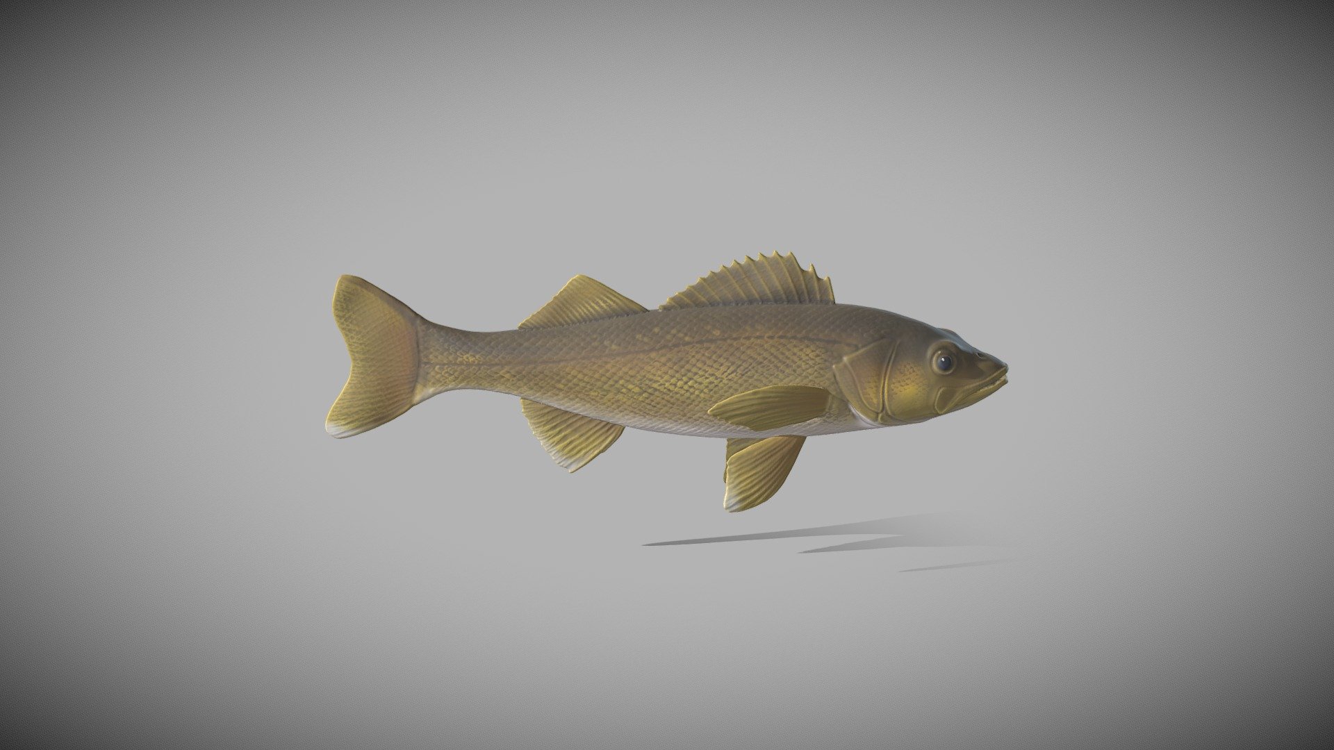 Walleye - Buy Royalty Free 3D model by CIverson (@CarlynIverson ...