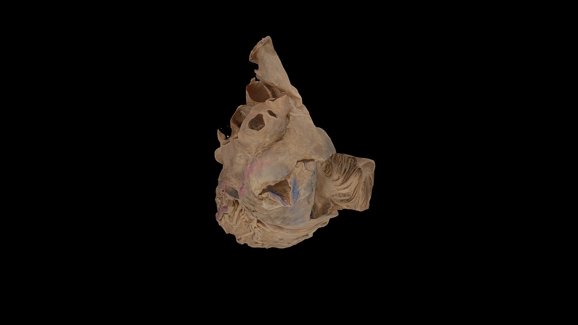 Plastinated Human Heart Internal Labels - 3D model by ...