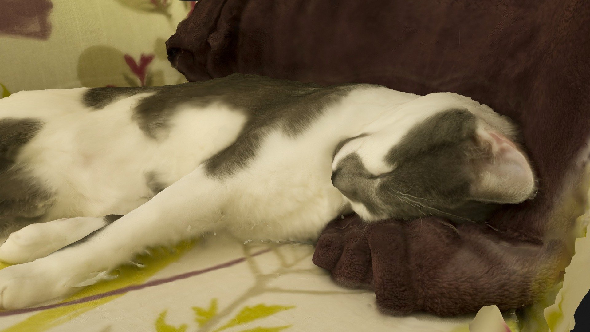 Catnap - 3D model by Abby Crawford (@abby) [16373c1] - Sketchfab