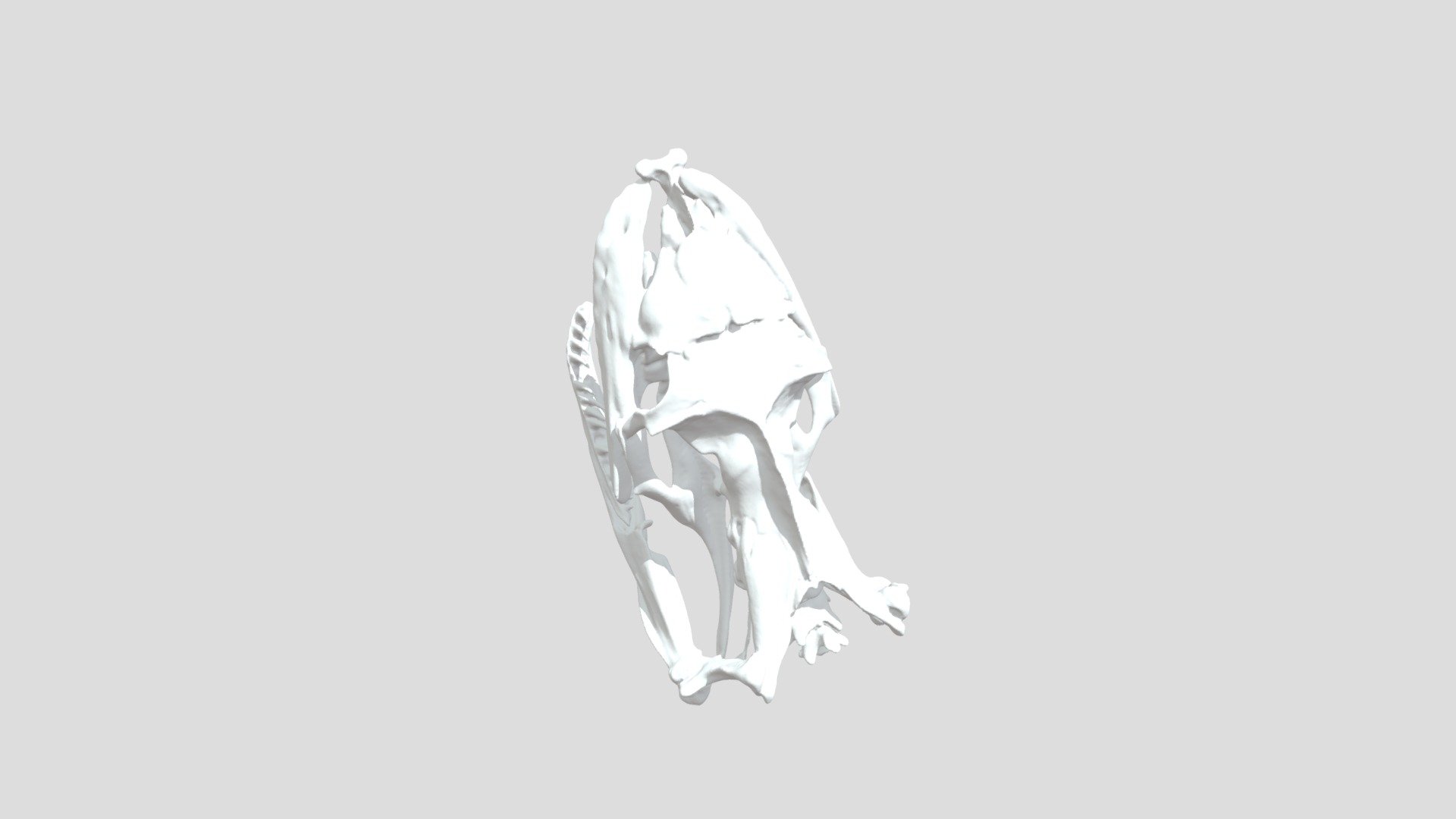 Python reticulatus skull - Download Free 3D model by MRudy112358 ...