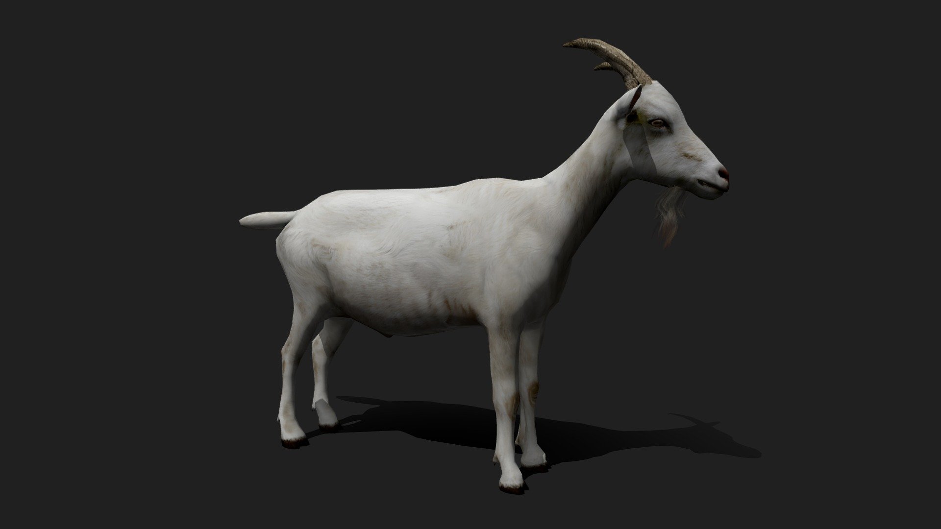 Realistic Goat / Bode 3D Model - 3D model by WildMesh 3D (@WildMesh_3D ...