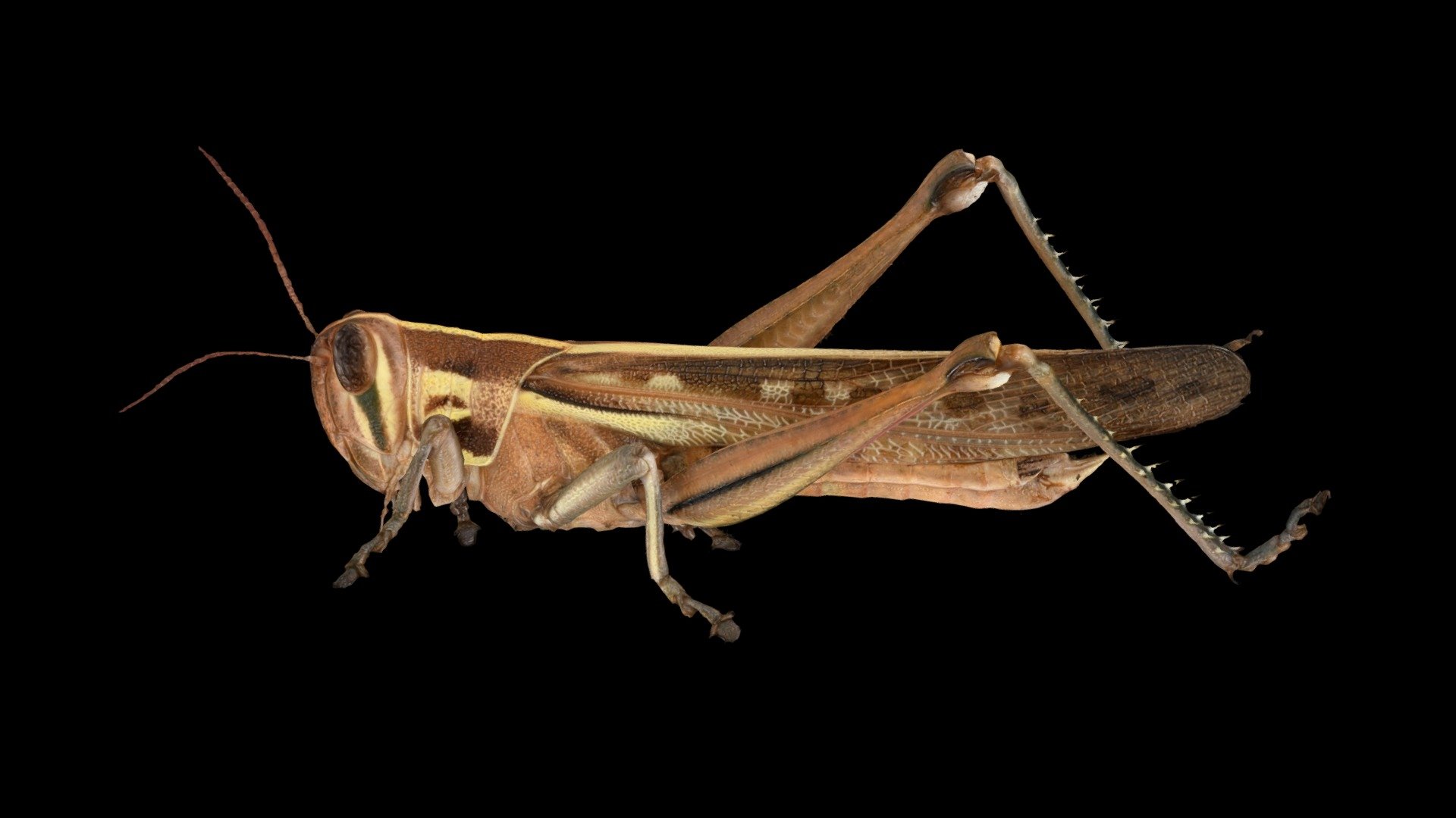 ツチイナゴ ♂ Japanese Locust, Patanga japonica - Download Free 3D model by ...