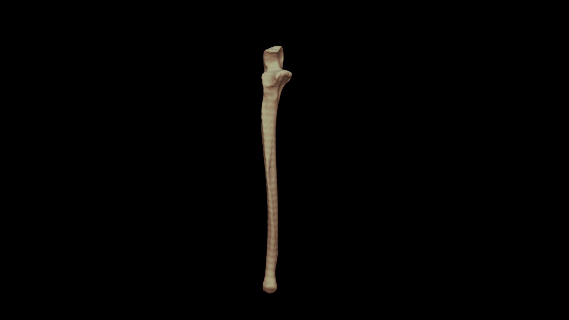 Ulna (avec labels) - 3D model by Prof. Serge VAN SINT JAN - Univ. Libre ...