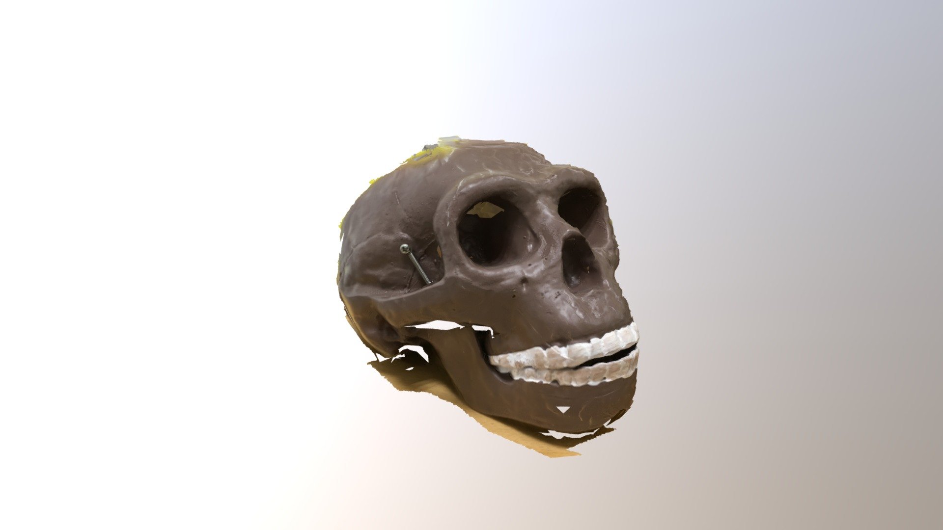 Crâne d’Homo érectus - 3D model by laboiteaoutilsdesvt [164c93b ...