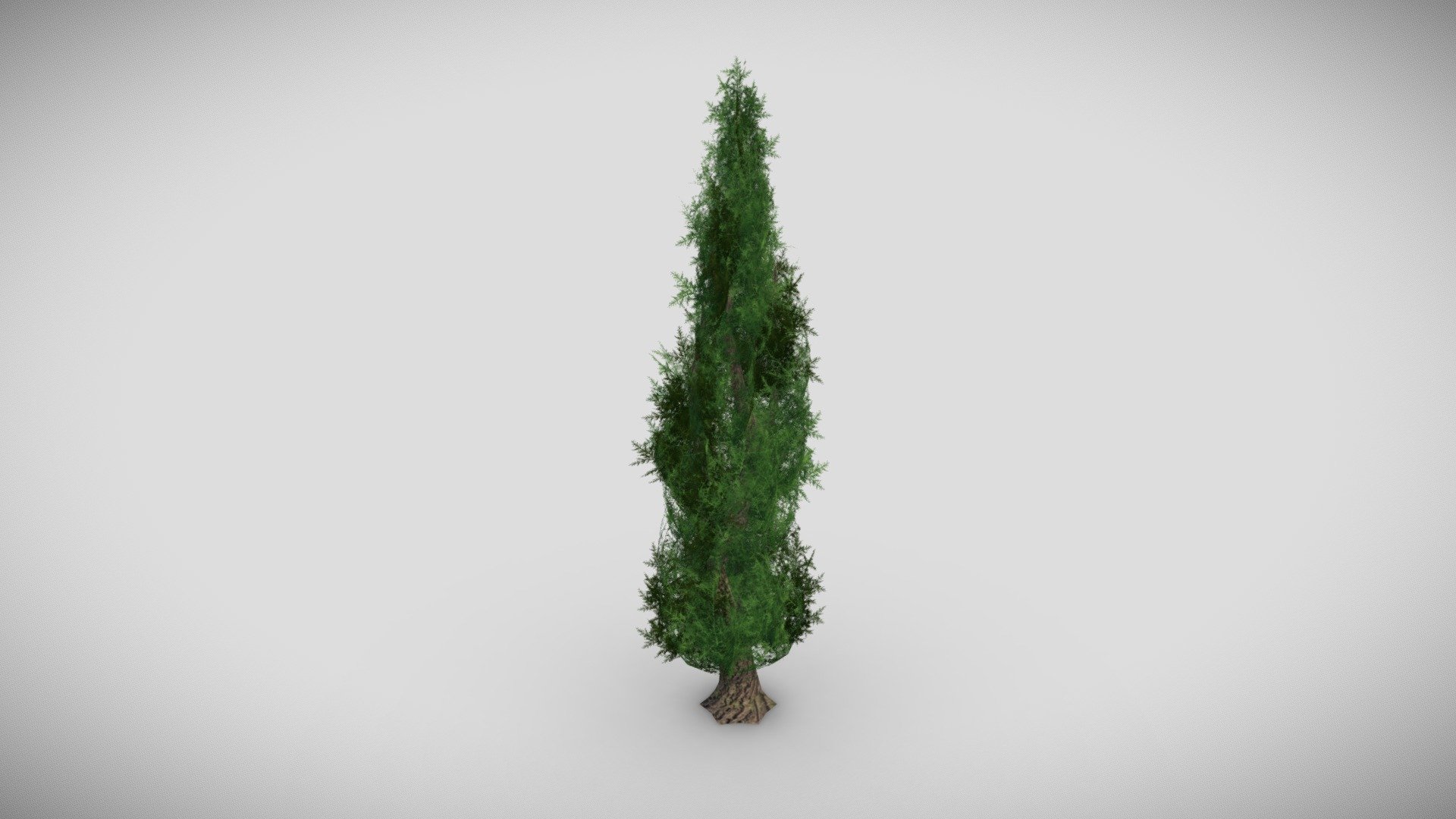 Cypress Large - 3D model by artofjohnmoran [164ceb3] - Sketchfab