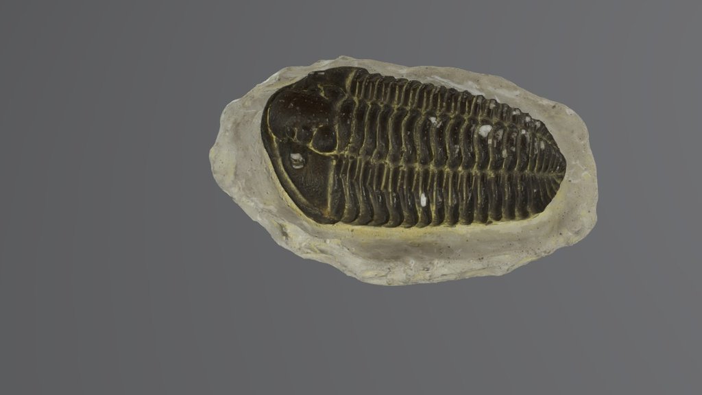 Trilobite V2 3 Full - 3D model by Rockrich [164d6c1] - Sketchfab