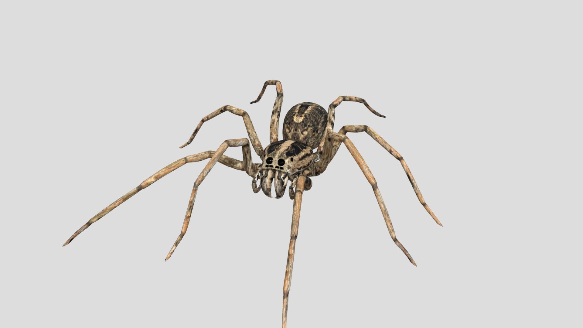 Spider - Download Free 3D model by Murat Can ÜNAL (@avanar) [164dec8 ...