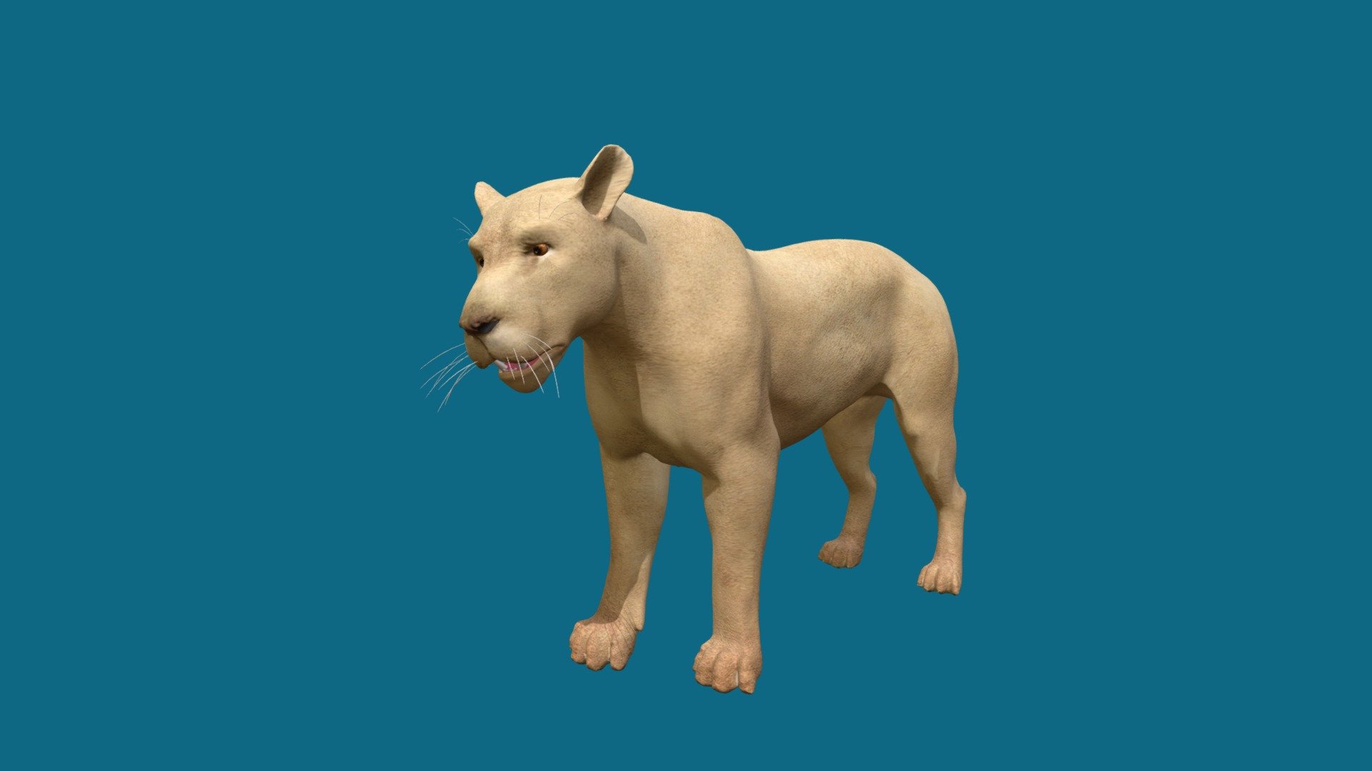 Lioness - Download Free 3D model by kenchoo [164e36b] - Sketchfab