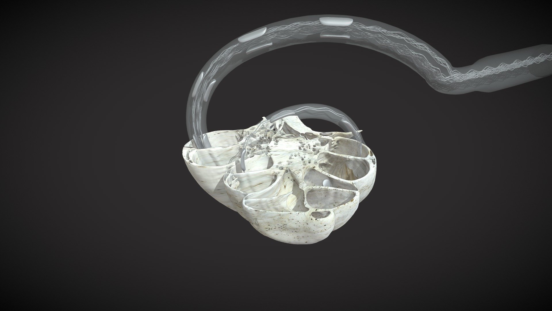 Cochlea with FlexSOFT at 720° insertion - 3D model by **m3del-USA ...