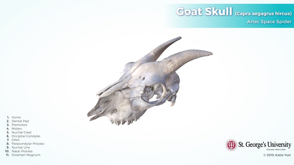 Anatomy skull - A 3D model collection by Bosh_0o0 - Sketchfab