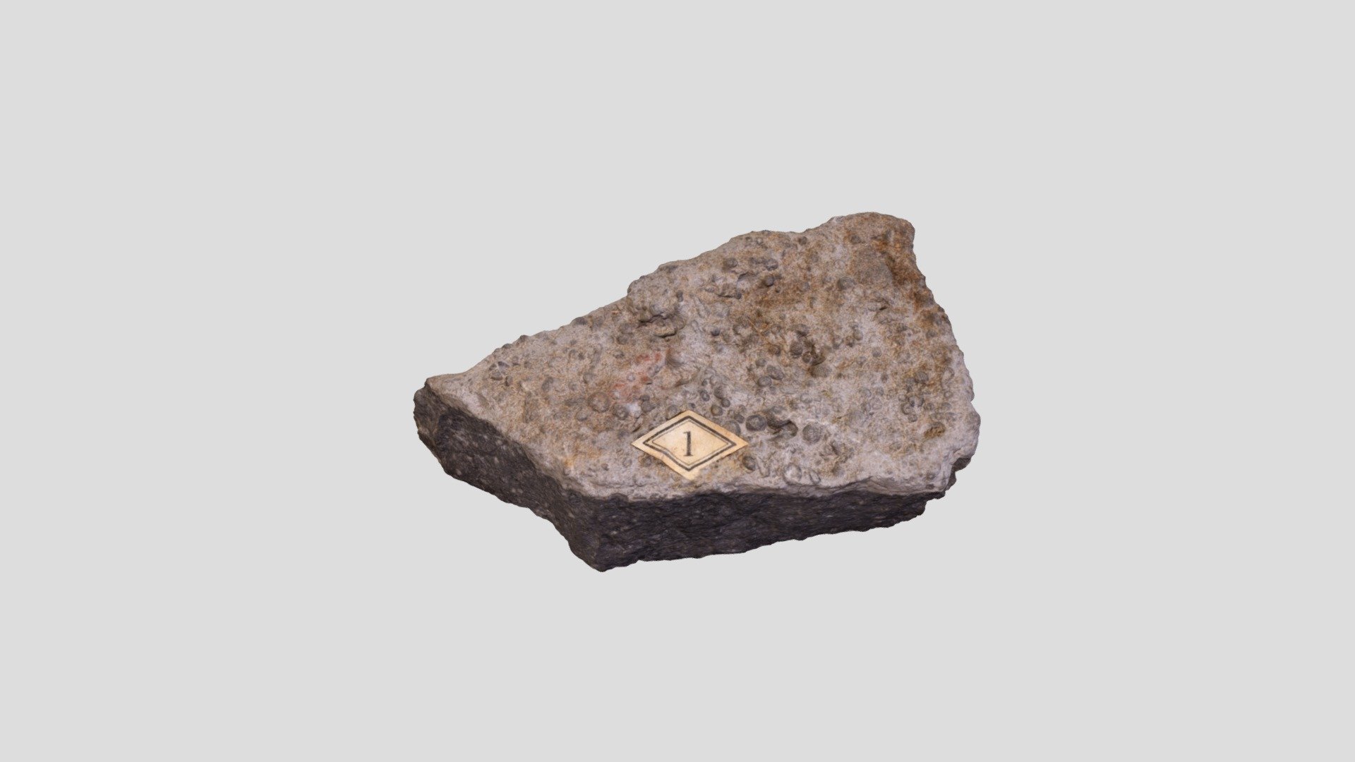 001 - Fossil specimen of Mizzia sp. - 3D model by homan_photogrammetry ...
