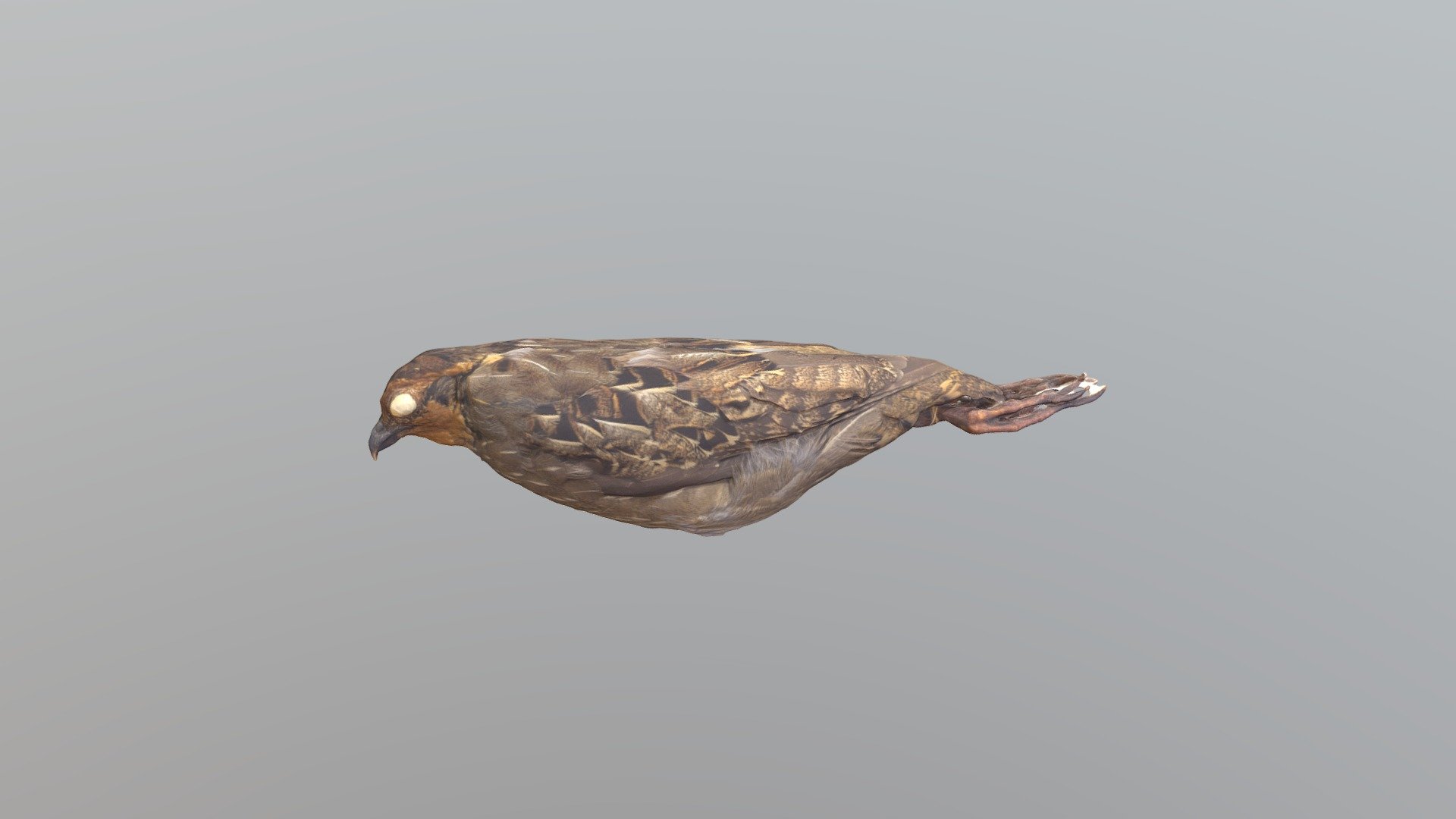 Singing quail - Dactylortyx thoracicus - Download Free 3D model by ...