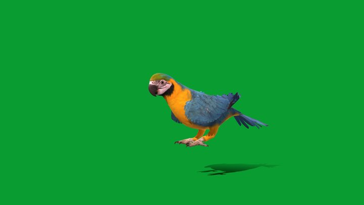 Macaw 3D models - Sketchfab