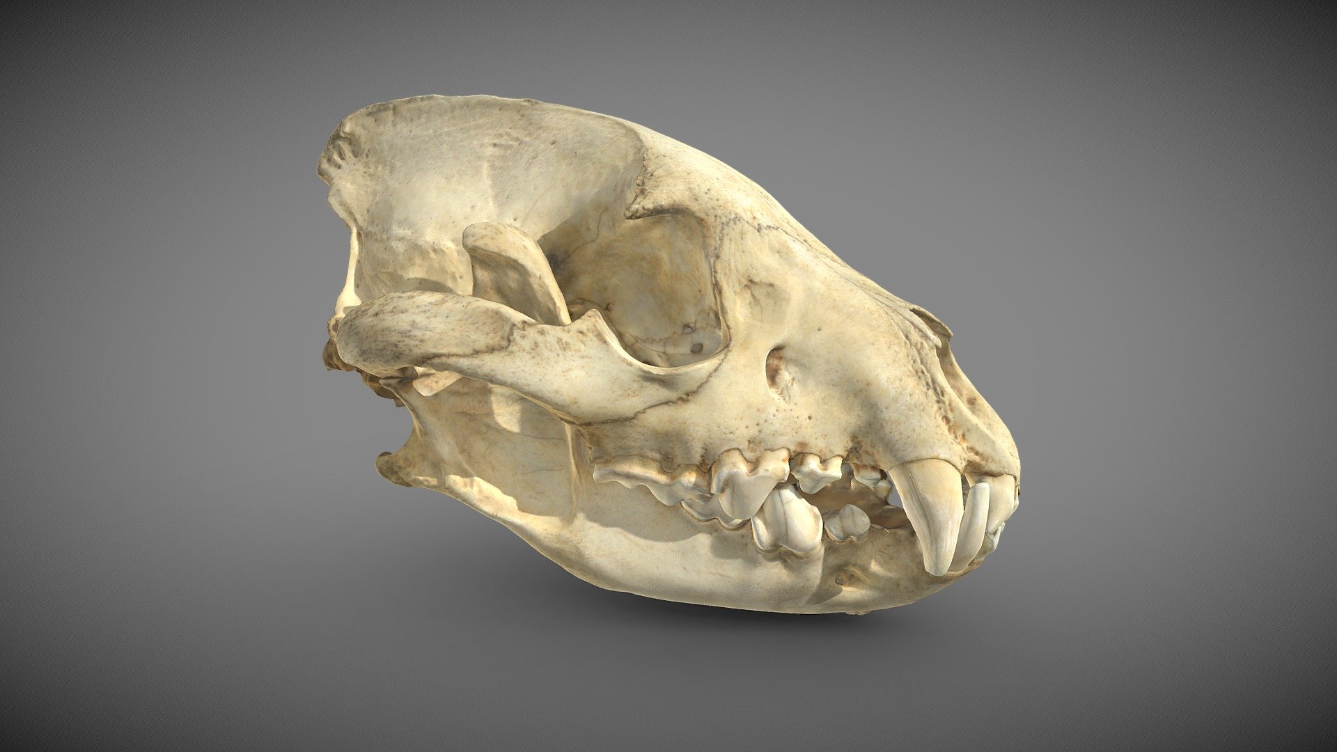 Crâne de hyène tachetée - Crocuta crocuta - Download Free 3D model by Alienor.org, Conseil des ...