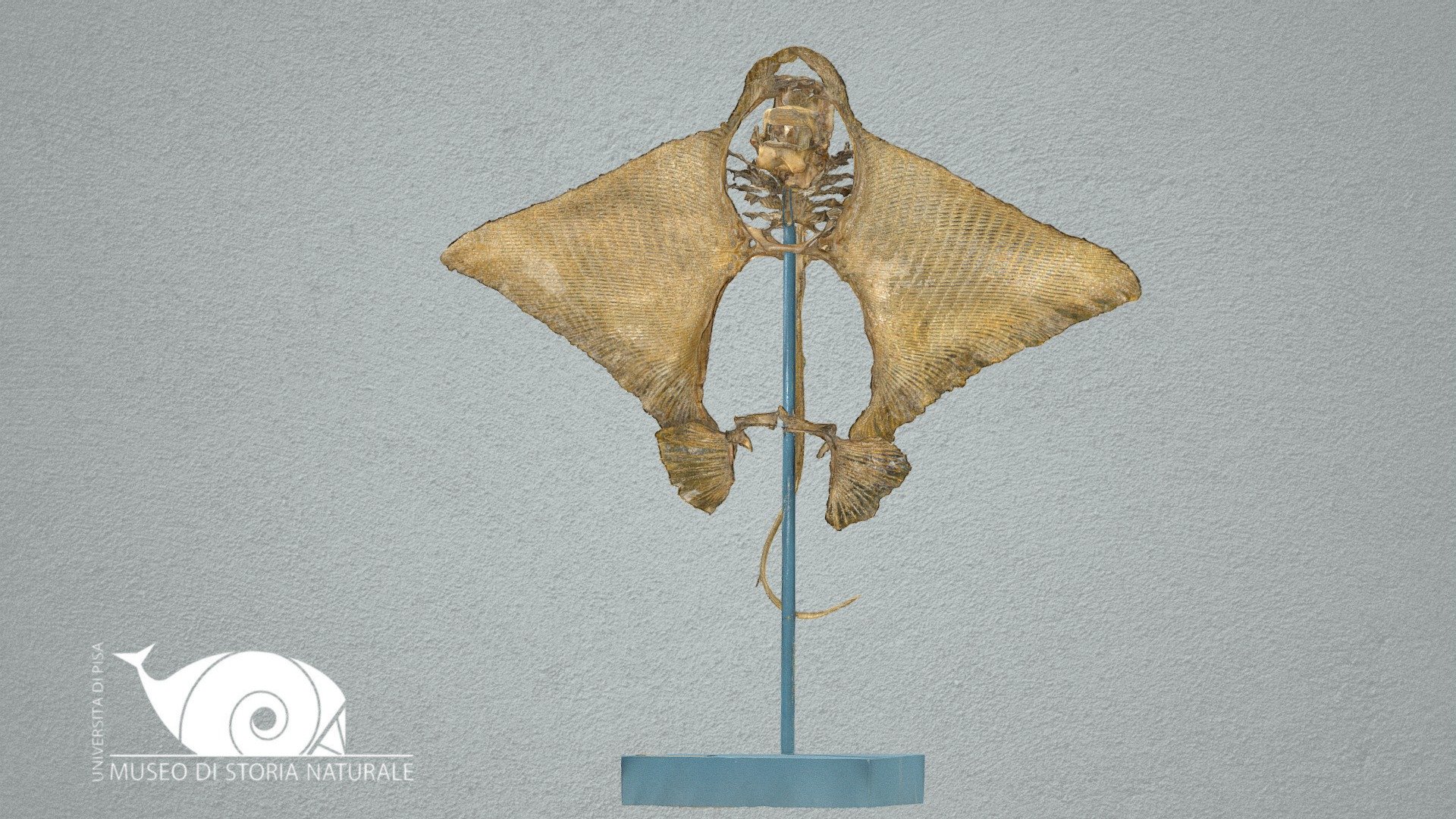 Common eagle ray - 3D model by Natural History Museum, University of ...