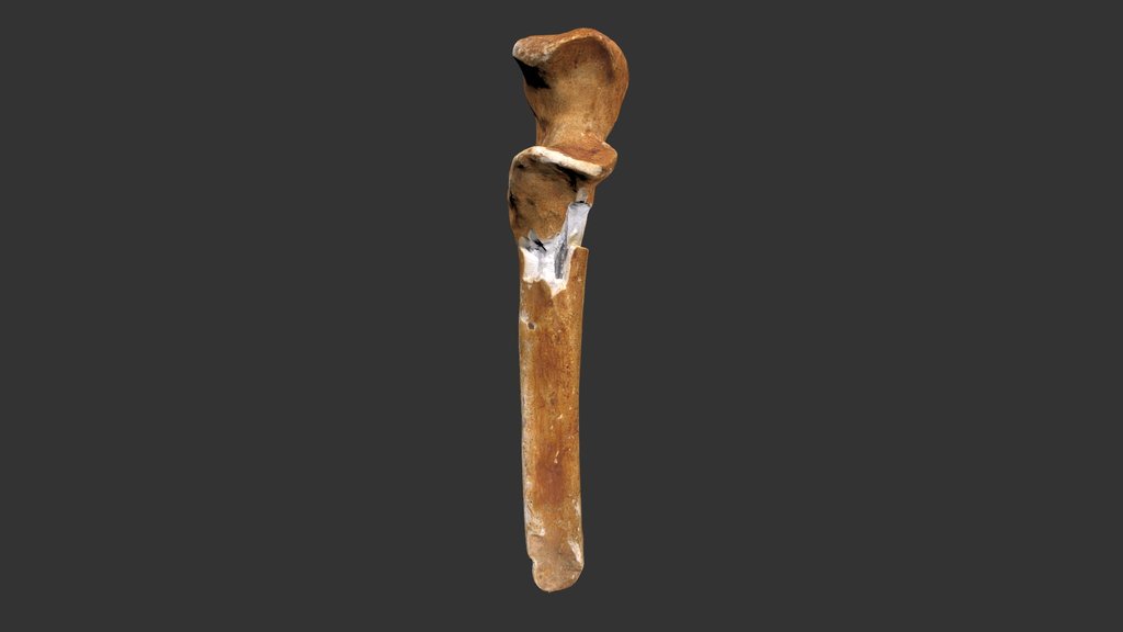 Fossil Casts - A 3D model collection by RLA Archaeology (@rla ...