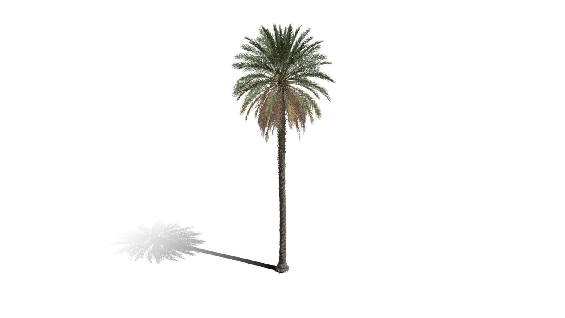 Realistic HD Date palm (8/78) - Download Free 3D model by PlantCatalog ...