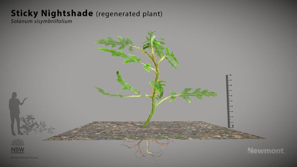 Sticky Nightshade Solanum sisymbriifolium - A 3D model collection by ...