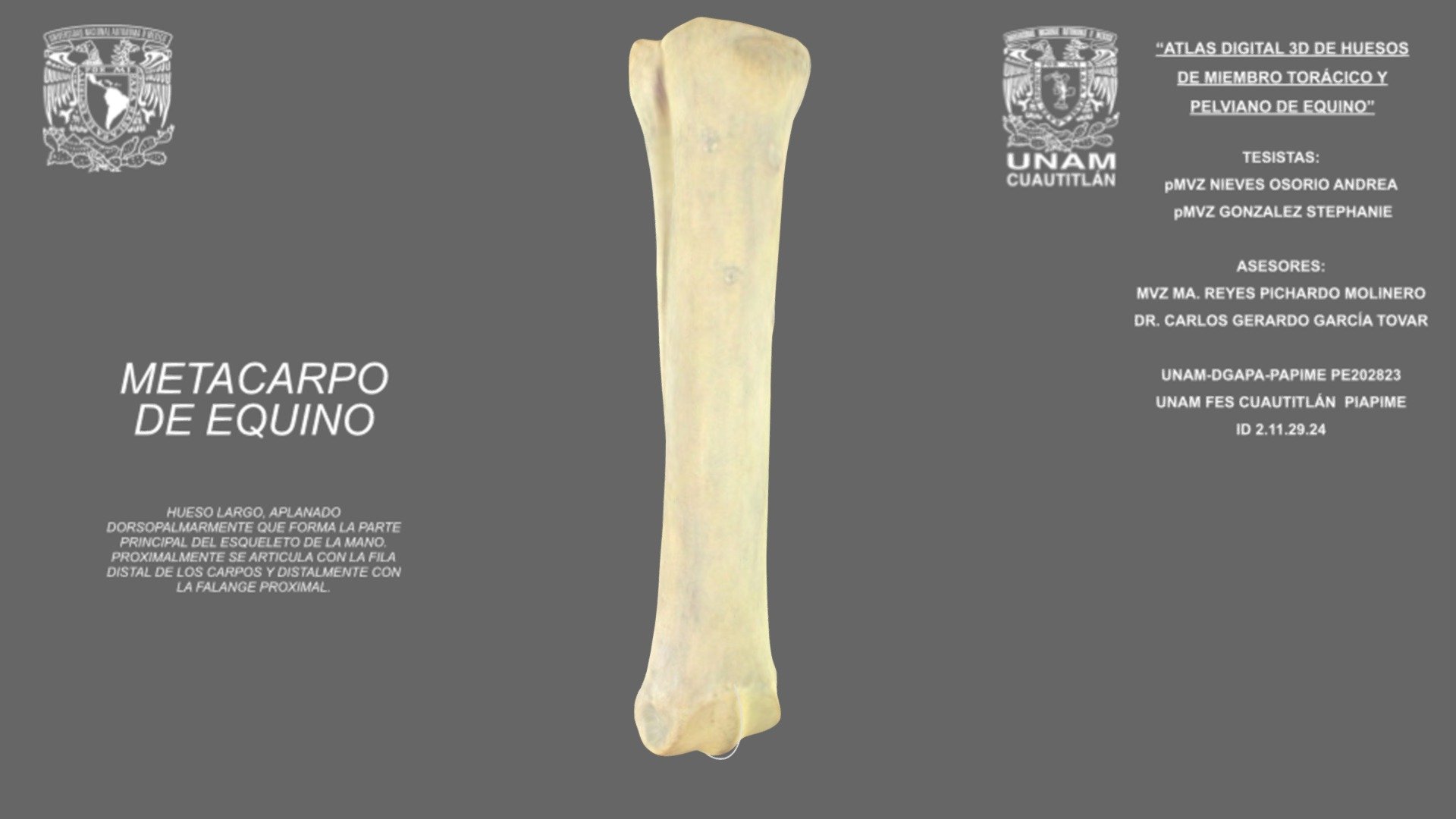 Metacarpo de equino - 3D model by Anatomía Veterinaria FESC-UNAM ...