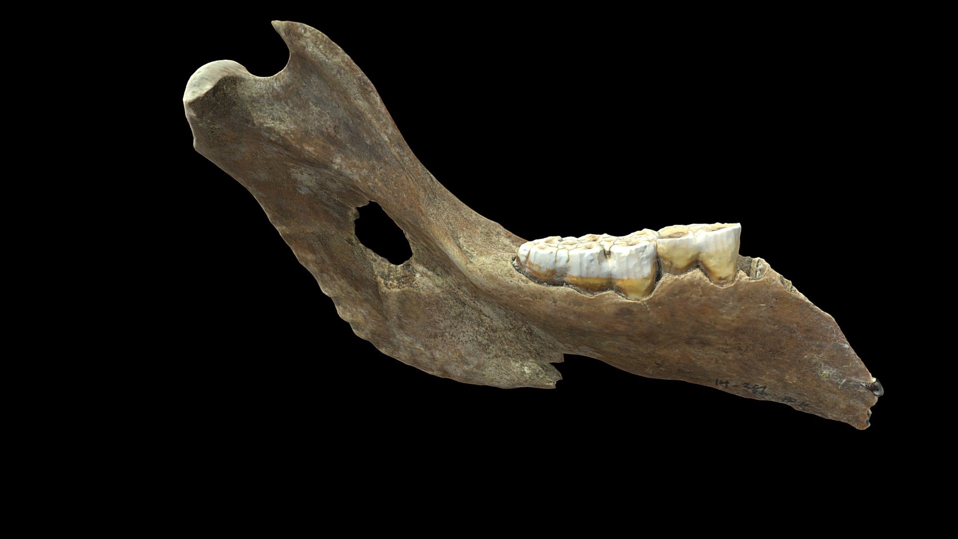 Pig Mandible - 3D model by signe_aspengren (@signeaspengren) [16914ed ...