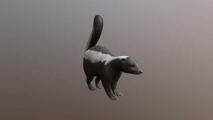 Skunk 3D models - Sketchfab