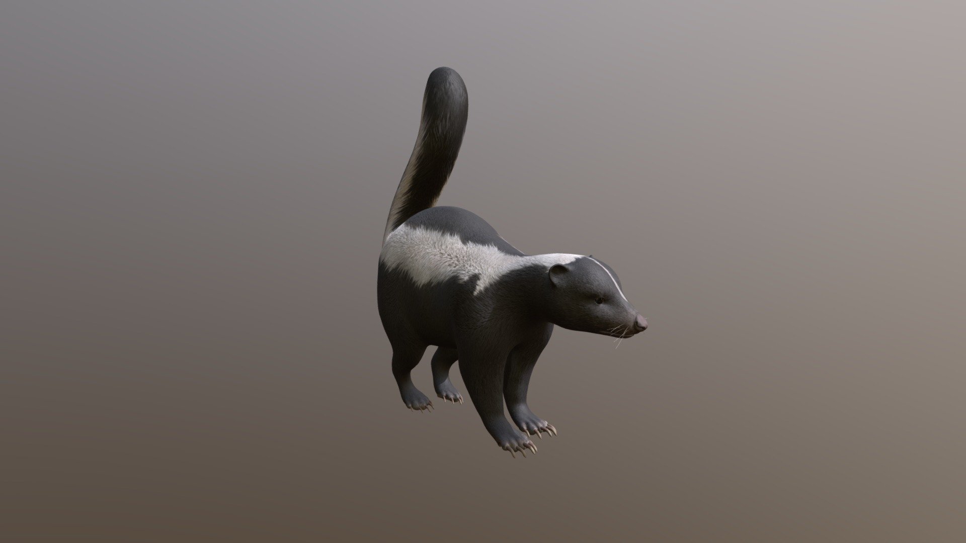 Skunk Sf - Download Free 3D model by kenchoo [1694130] - Sketchfab