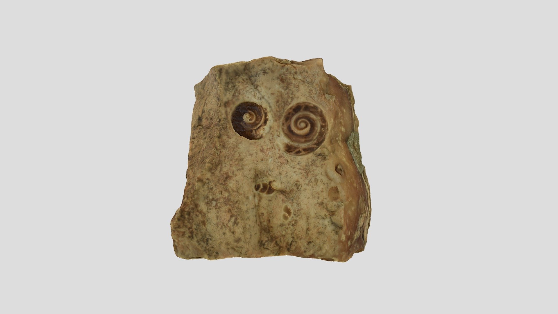Sponj Bop Fossil Edition - 3D model by Haydi Bravo (@jawaharlau ...