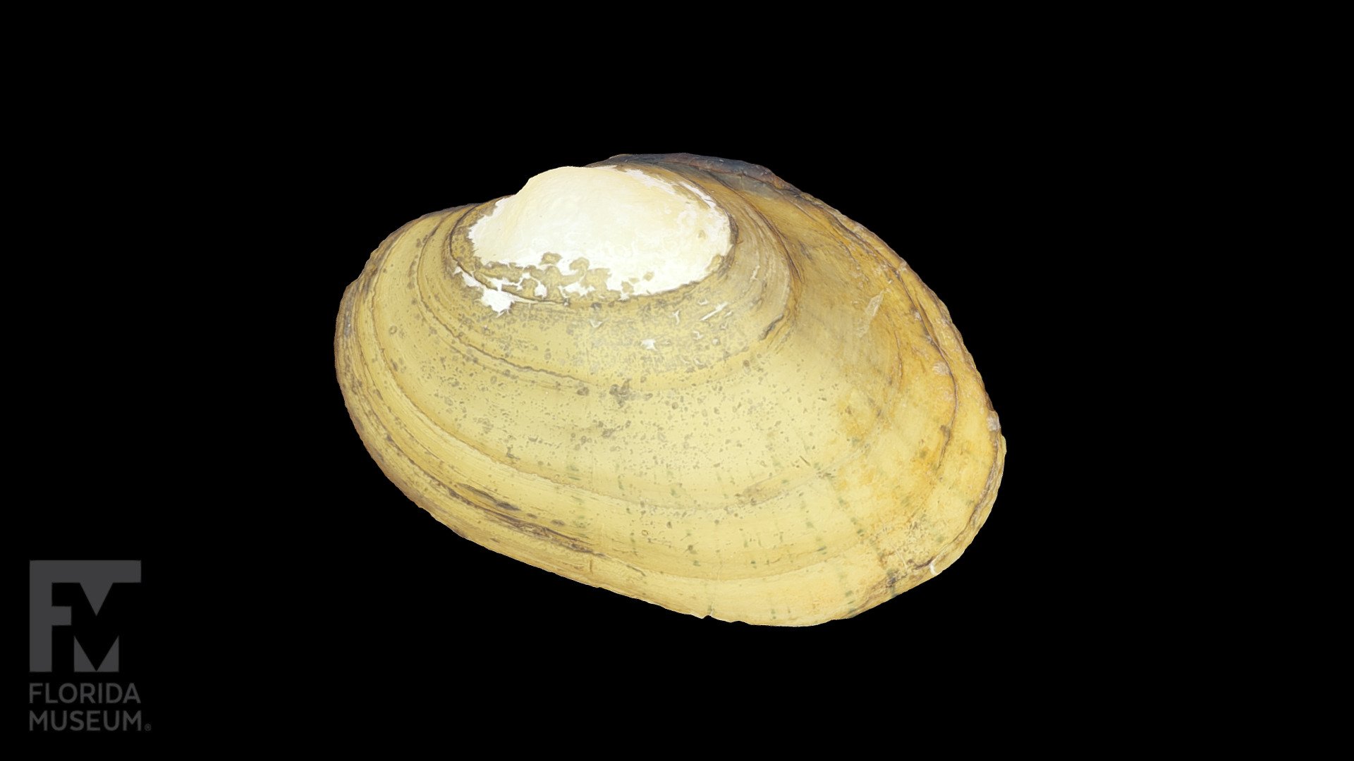 Speckled pocketbook - Freshwater Mussel - 3D model by FloridaMuseum ...