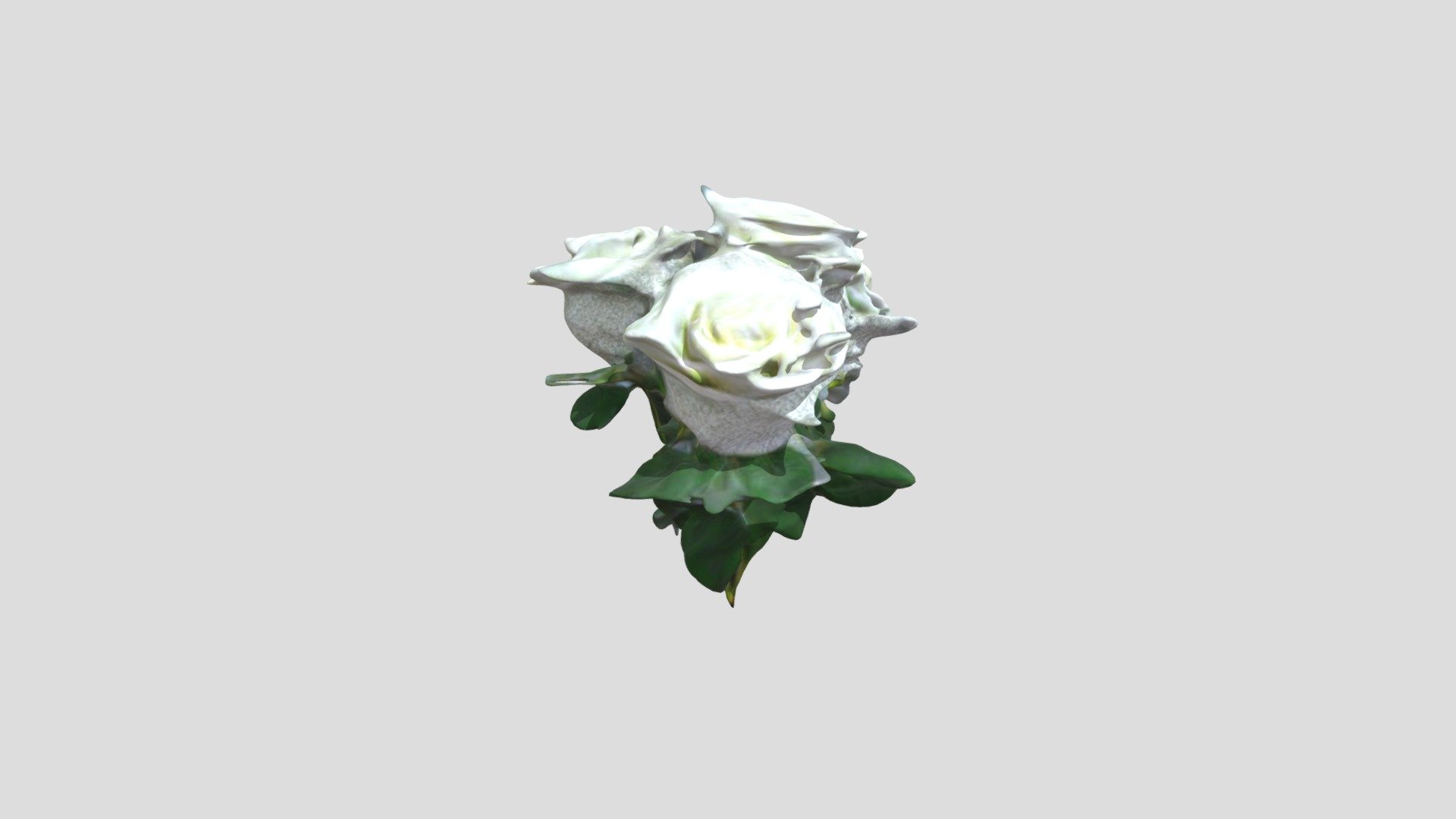 white_roses - Download Free 3D model by calter [16996e7] - Sketchfab