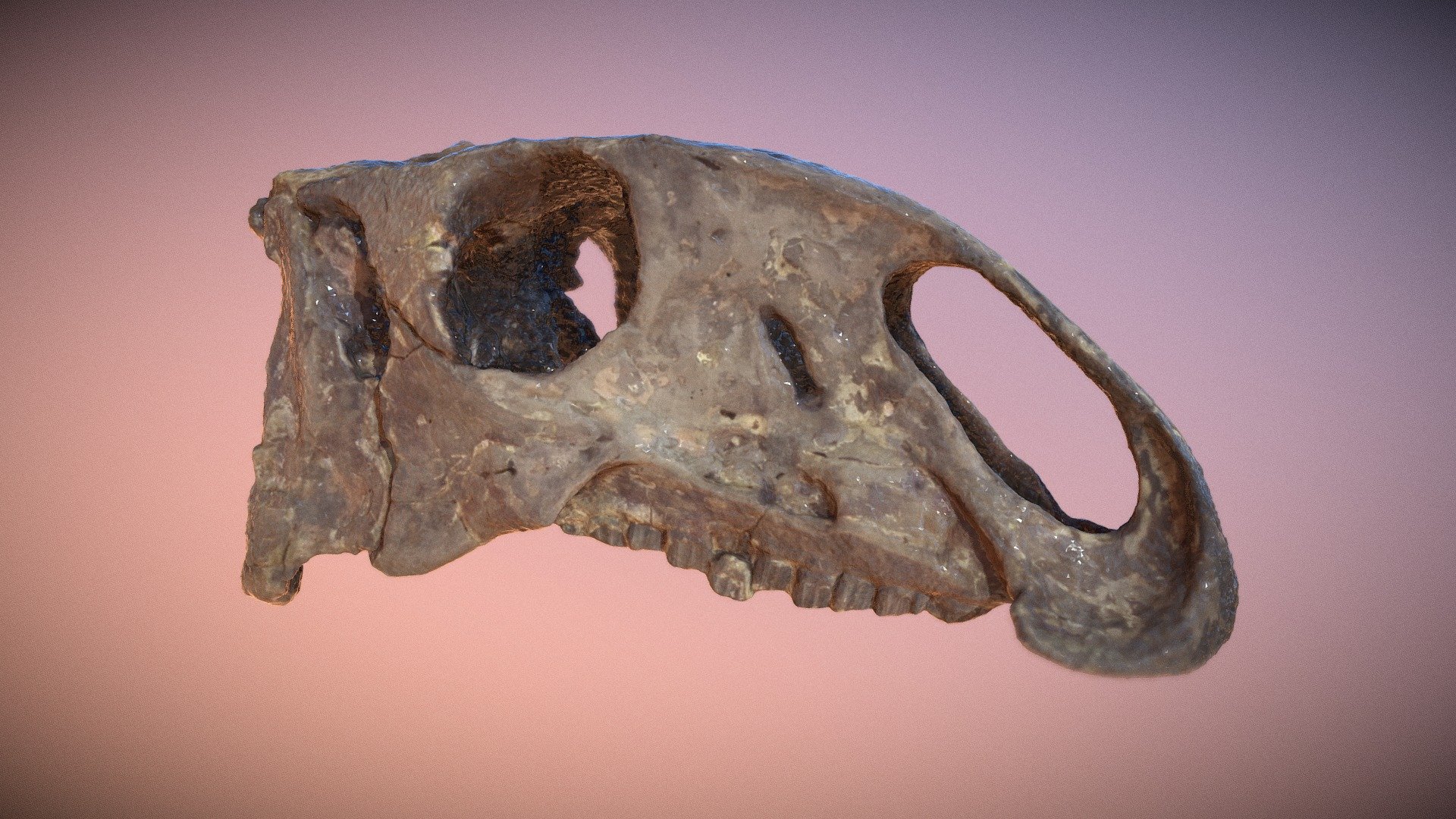 Tenontosaurus tilletti LL. 12275 Skull - 3D model by Matt Dempsey ...
