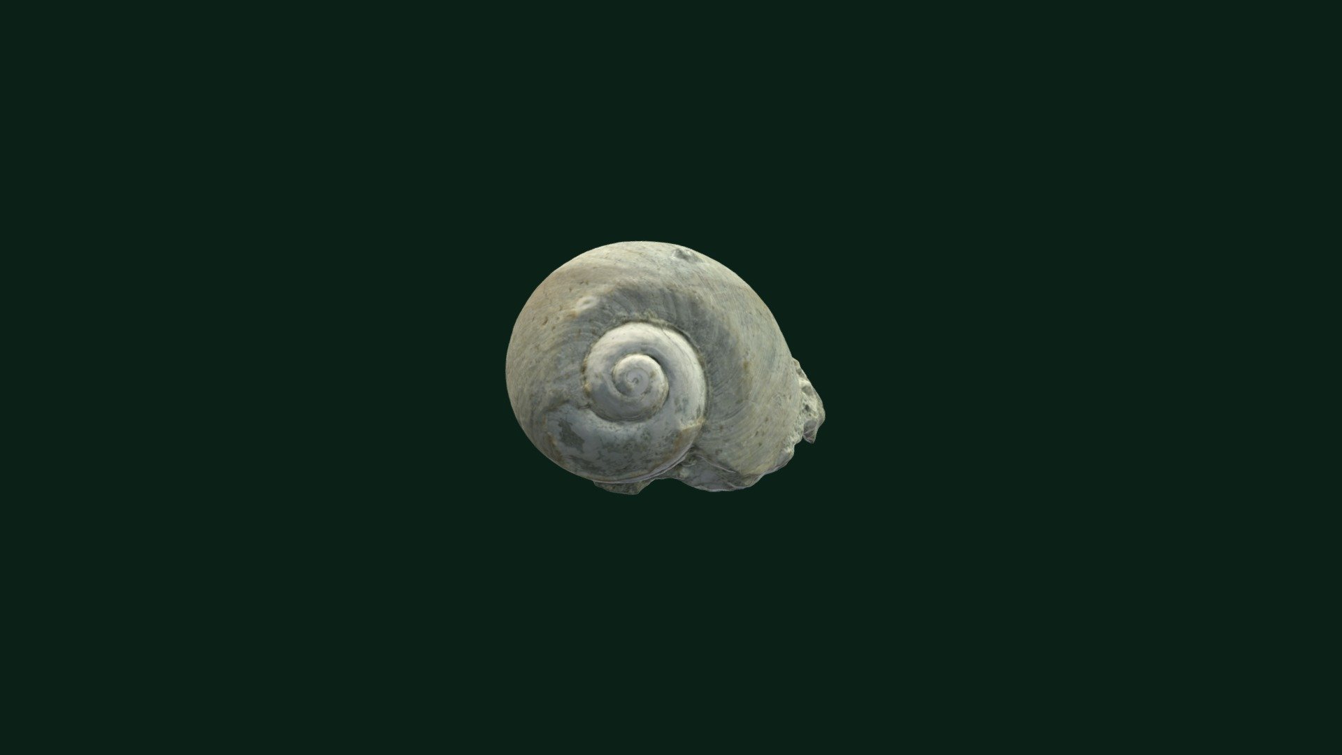 Gyrodes americanus D7887 - 3D model by Shellie Luallin (@Paleogirl ...