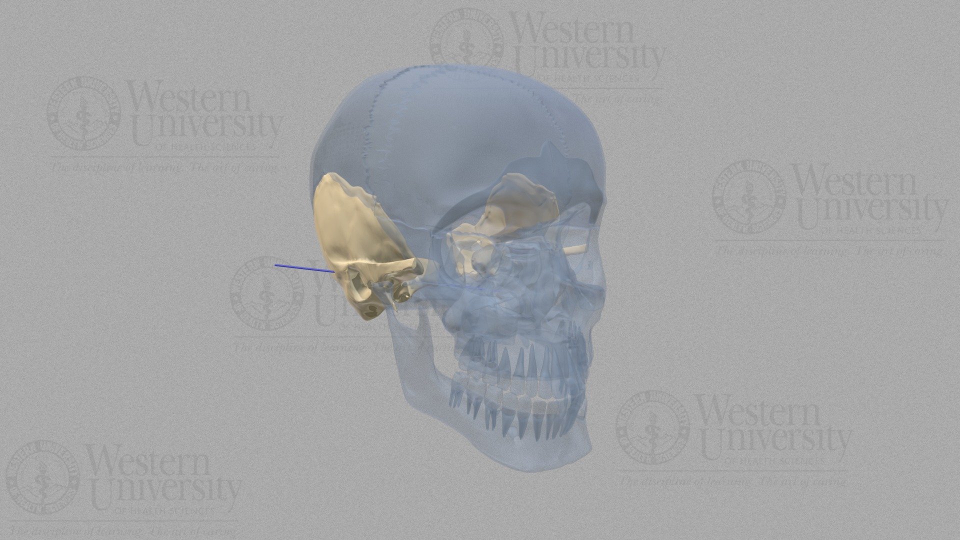 57 Temporal Bone Motion - 3D model by WesternU3D [16a41b5] - Sketchfab