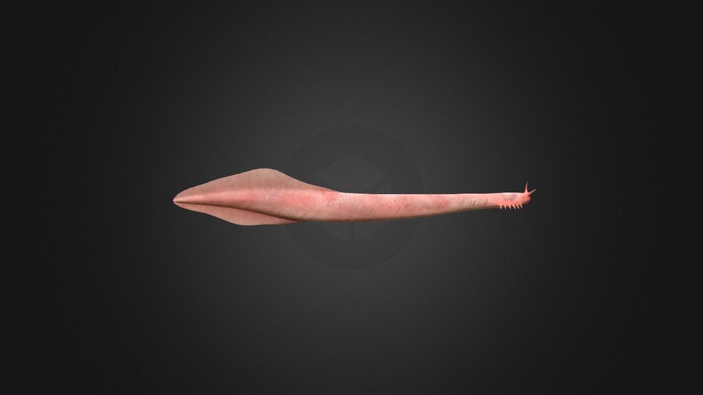 Pikaia - 3D model by iTechnol [16a87fb] - Sketchfab
