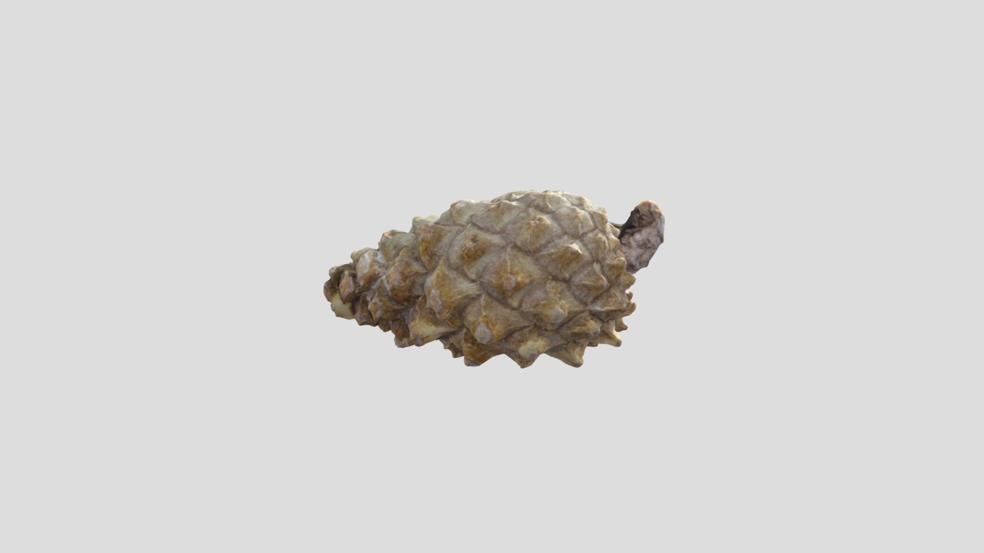 Small Pine Cone - Download Free 3D model by scbenoit [16b870f] - Sketchfab