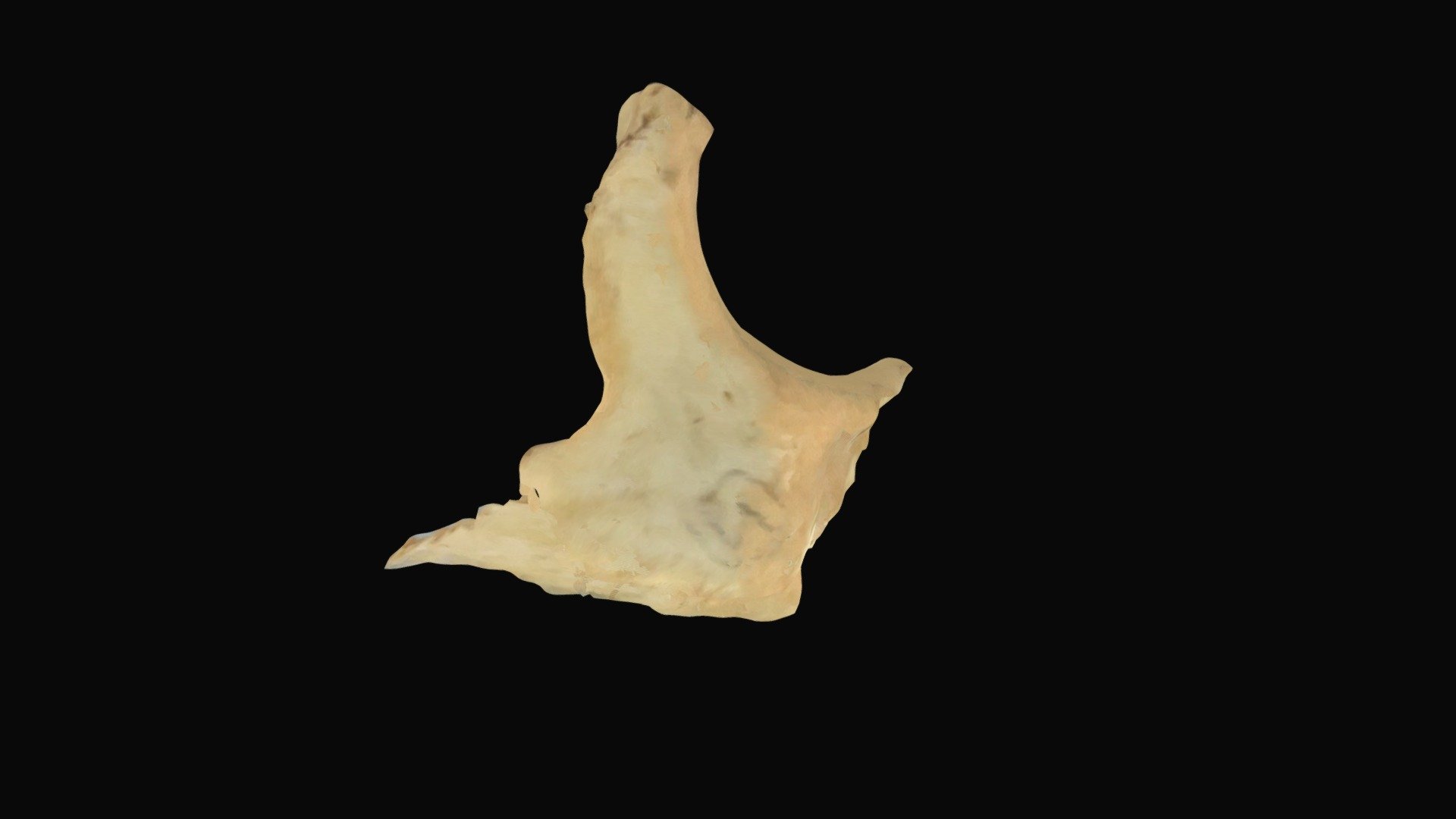 Zygomatic bone (Cheek Bone) - 3D model by prajjawalit [16bafae] - Sketchfab