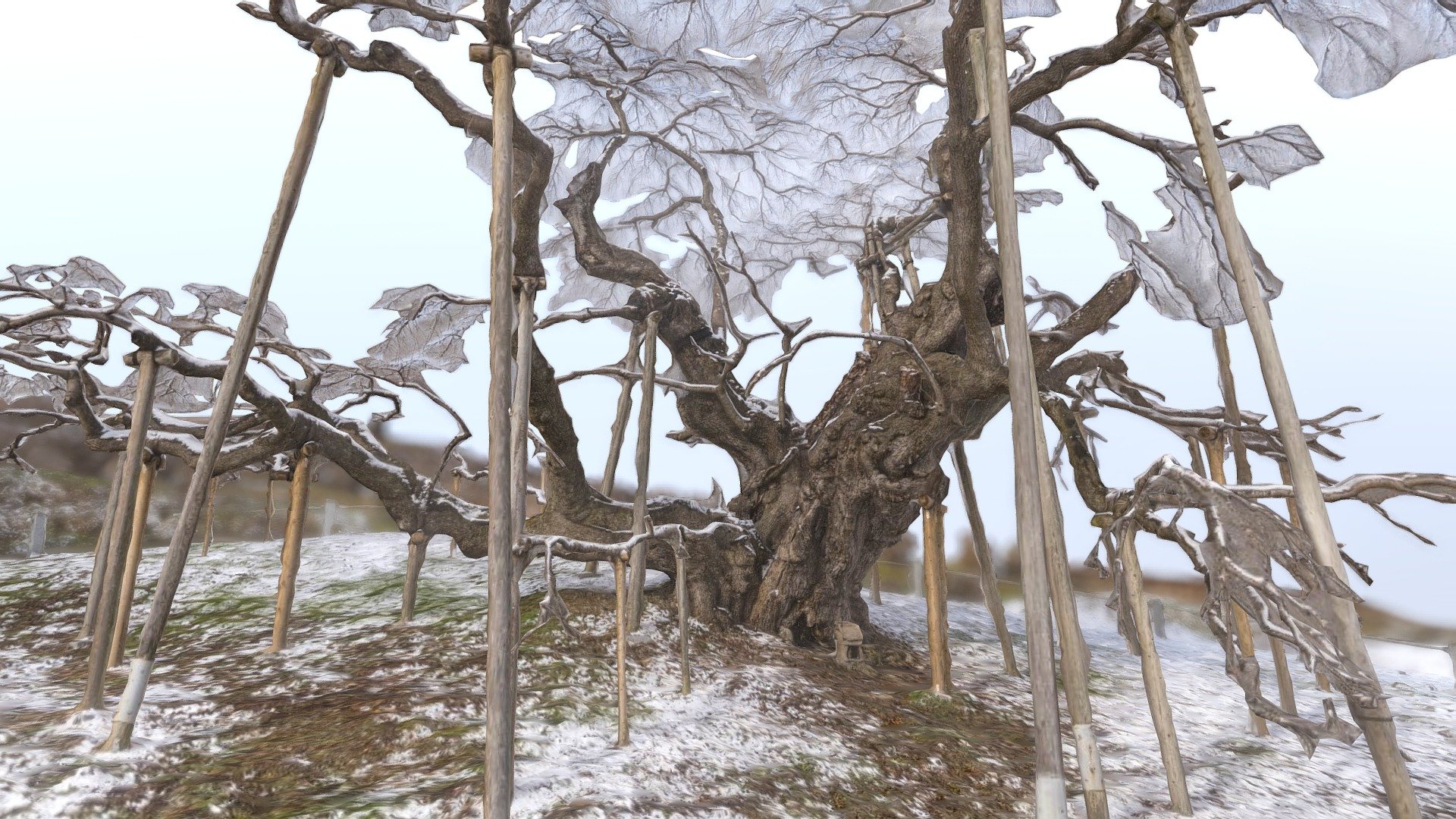Taki-Sakura,Famous sakura tree(Japan) - Download Free 3D model by Fuji ...
