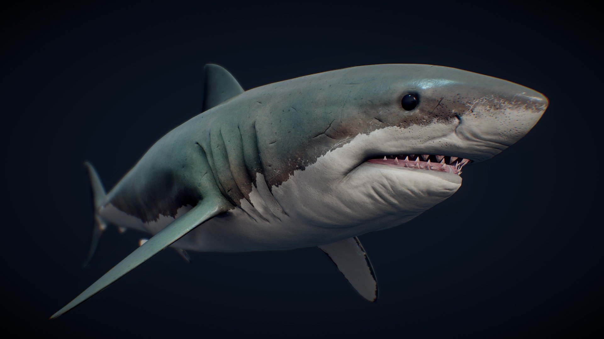 Great White Shark - Buy Royalty Free 3D model by Joshmalosh [16cd4cf ...
