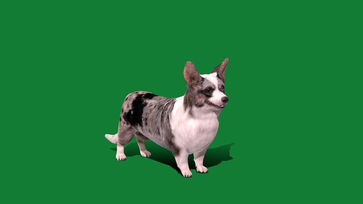 Corgi 3D models - Sketchfab
