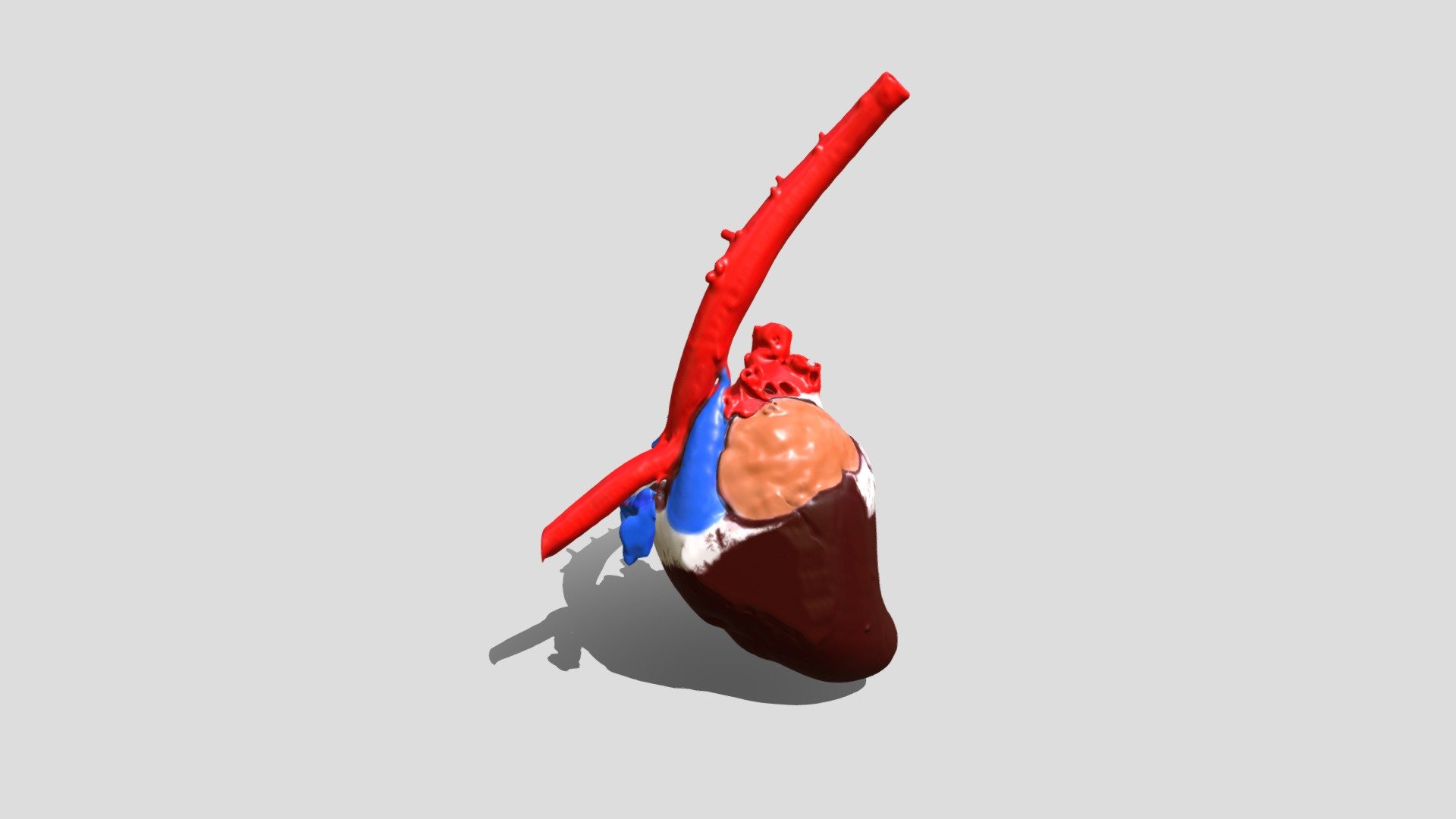 Coloured Ruminant Heart - 3D model by frantishek [16d3baa] - Sketchfab