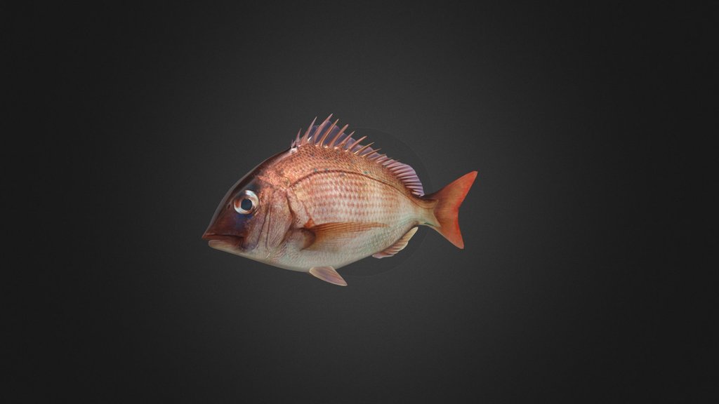 Fish - A 3D model collection by baxterbaxter - Sketchfab