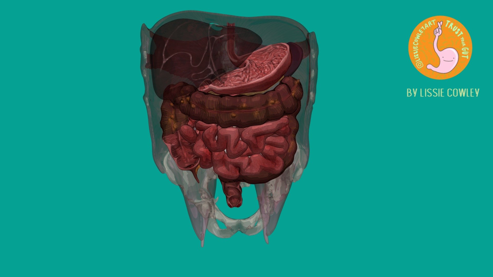 Trust Your Gut! - 3D model by University of Dundee, CAHID (@anatomy ...