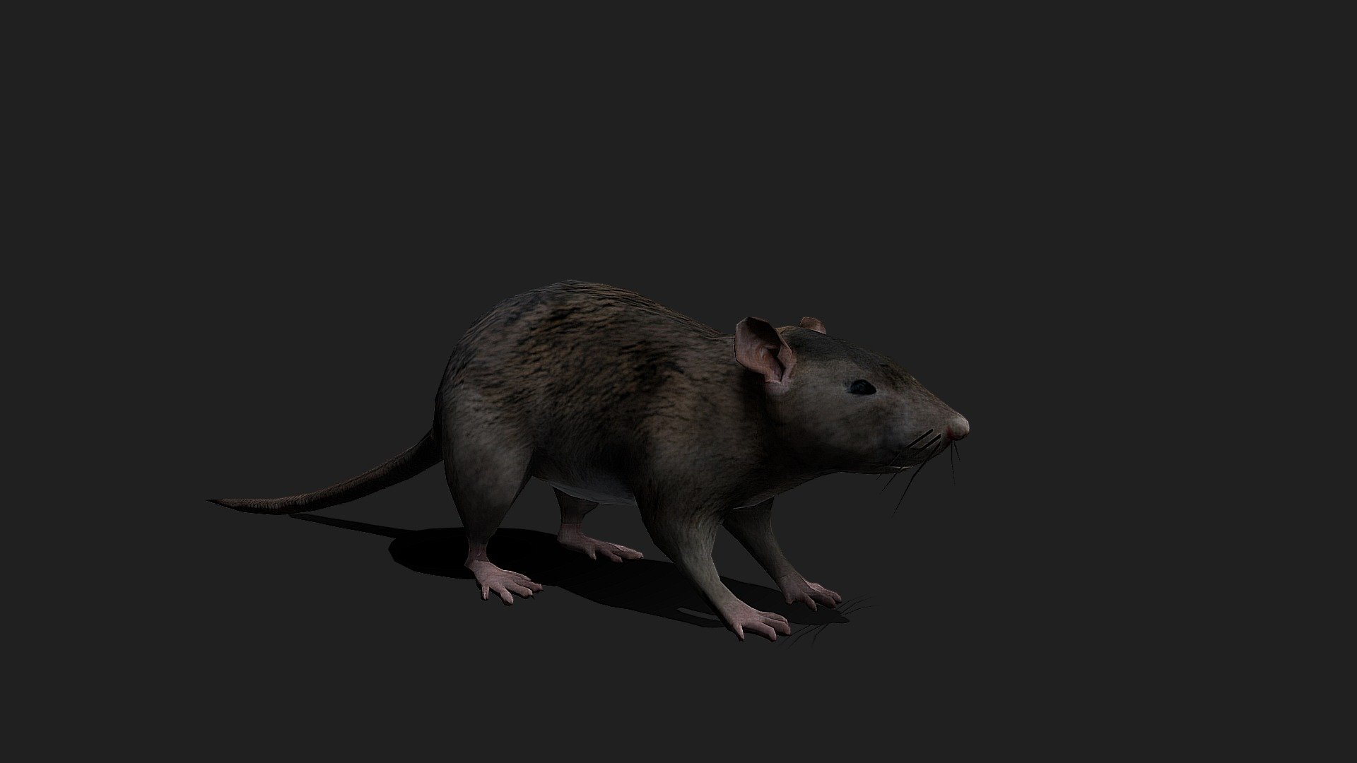 Realistic Rat 3D Model - 3D model by WildMesh 3D (@WildMesh_3D ...