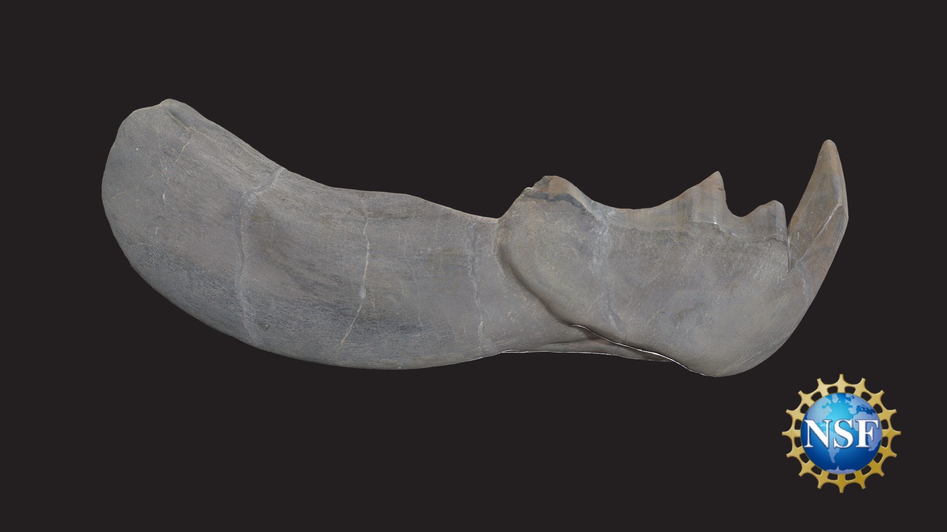 CMNH 6753, Dunkleosteus terrelli infragnathal - 3D model by Cleveland ...