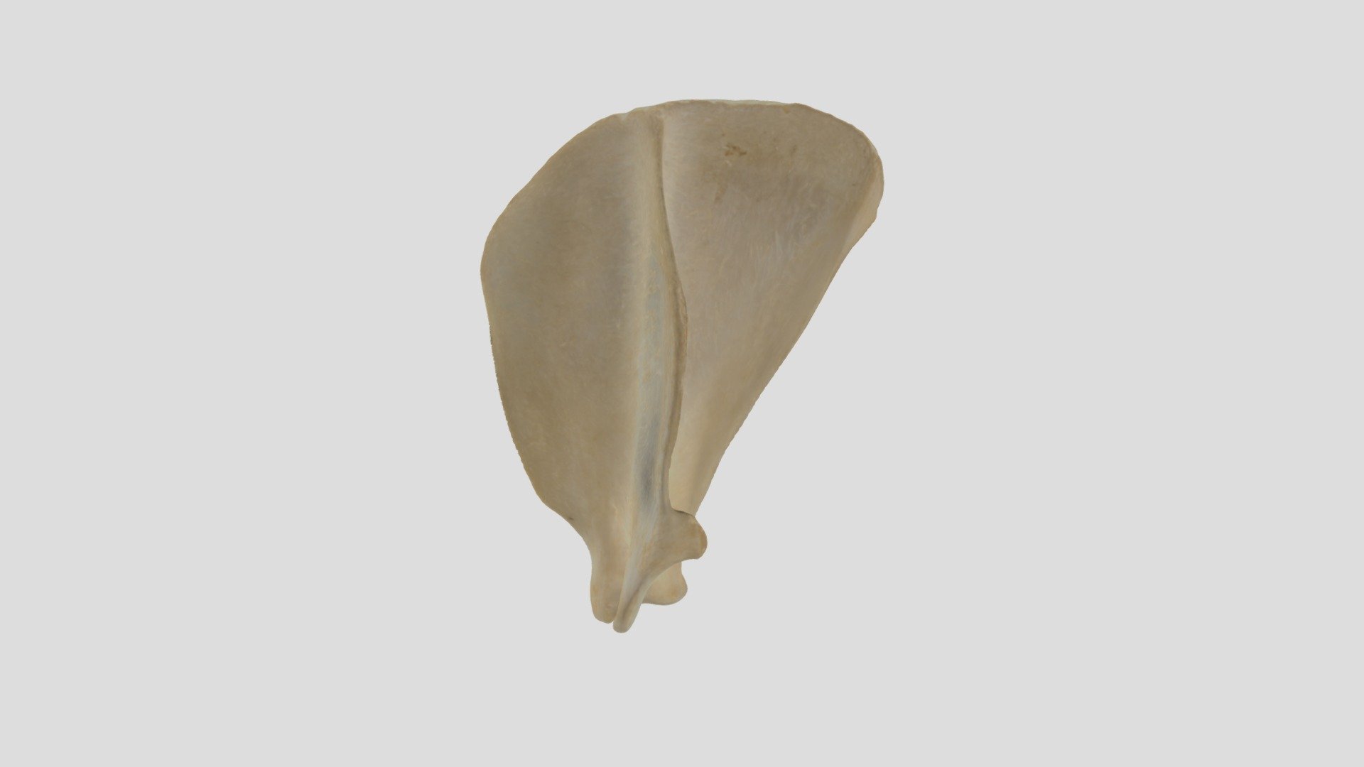 Scapula - Download Free 3D model by justinbrown4242 [16e1f47] - Sketchfab