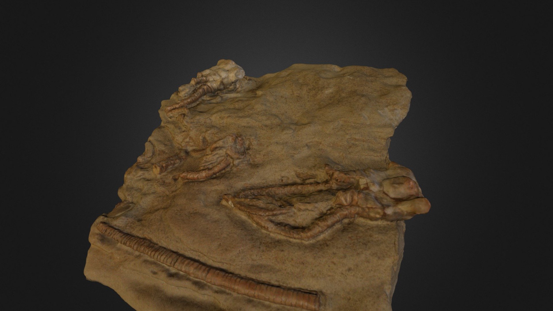 CRINOID FOSSIL - 3D model by 3D Fossils (@conqueror78) [16e23d7 ...