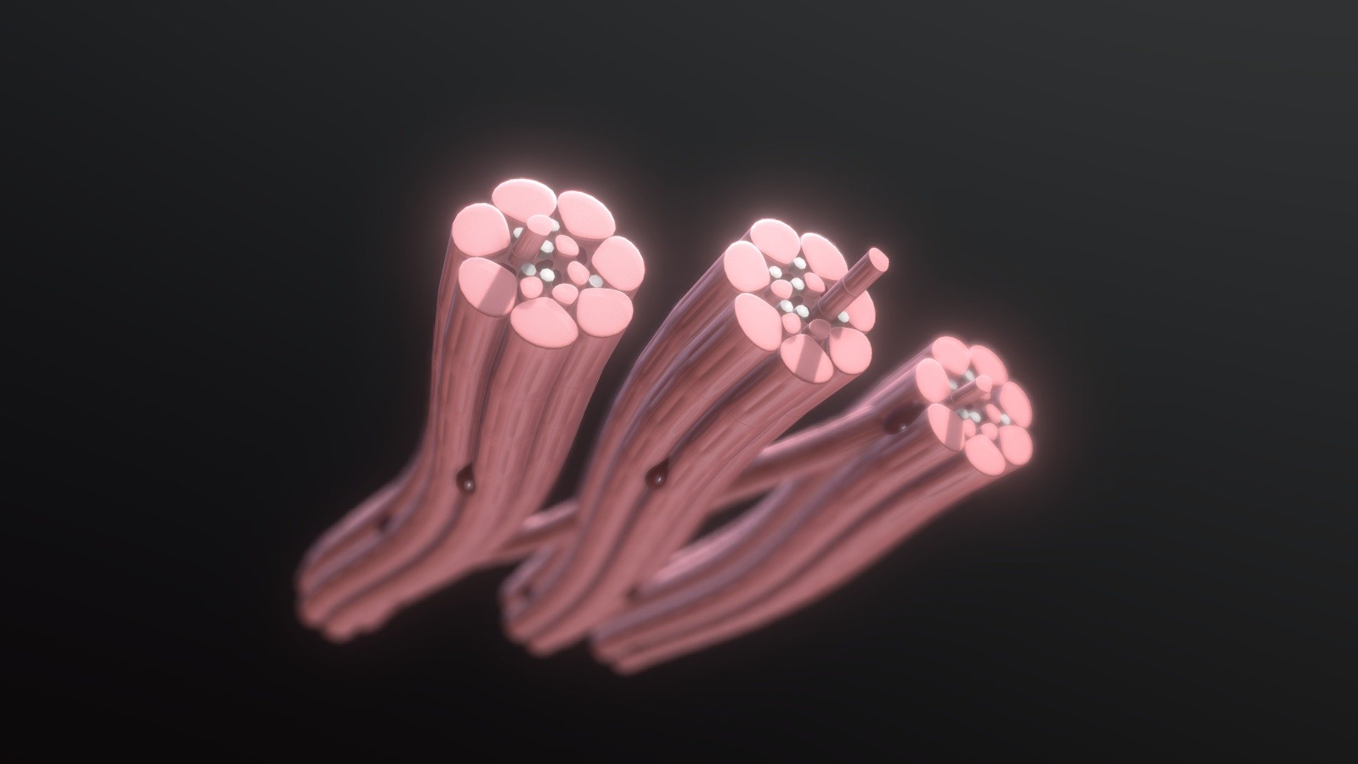 Cardiac Muscle Cell Anatomy - Download Free 3D model by _Bonehead14 ...